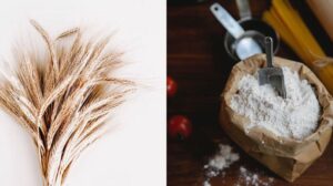 Rye grain vs Whole-wheat flour: How To Choose? - Holy Peas