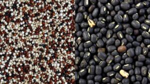 Quinoa vs Vigna Mungo Beans: Difference, Benefits, More - Holy Peas