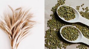 Rye grain vs Mung Beans: Which Is Healthier? - Holy Peas