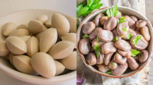 Ginkgo Nuts vs Broad (Fava) Beans: How Do They Compare? - Holy Peas